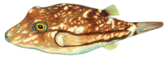 청복( Brown-lined puffer). Canthigaster rivulata (Temminck & Schlegel, 1850).