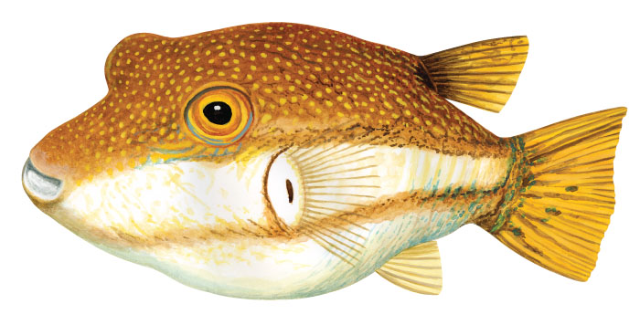 청복( Brown-lined puffer). Canthigaster rivulata (Temminck & Schlegel, 1850).