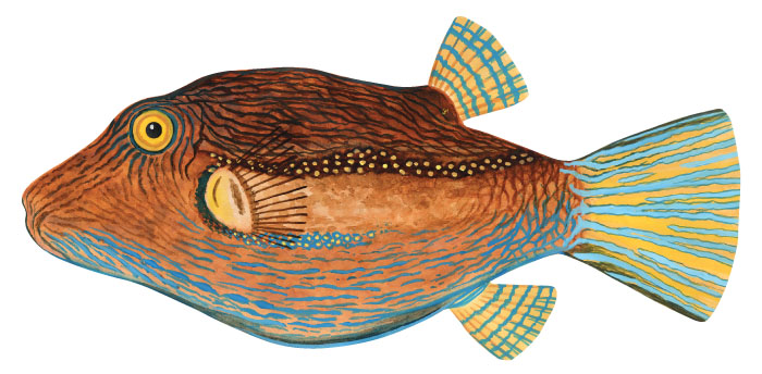 청복( Brown-lined puffer). Canthigaster rivulata (Temminck & Schlegel, 1850).