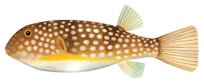 첼로복(Milkspotted puffer). Chelonodon patoca (Hamilton, 1822).