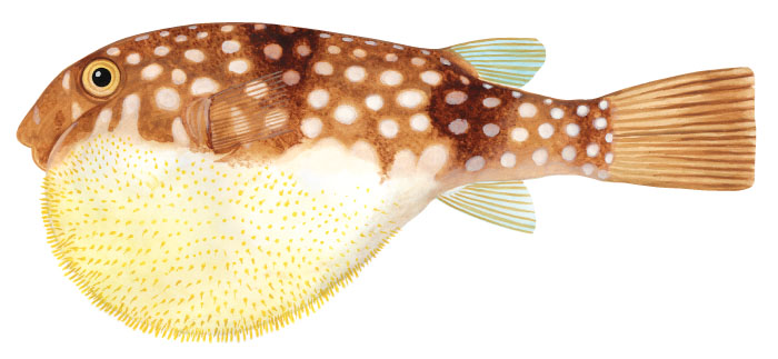 첼로복(Milkspotted puffer). Chelonodon patoca (Hamilton, 1822).