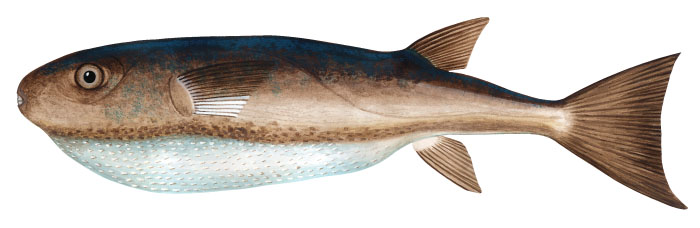 청밀복(Oceanic puffer). Lagocephalus lagocephalus(Linnaeus, 1758).