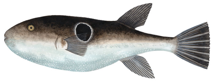 참복(Eyespot puffer). Takifugu chinensis (Abe, 1949). 60cm(TL)