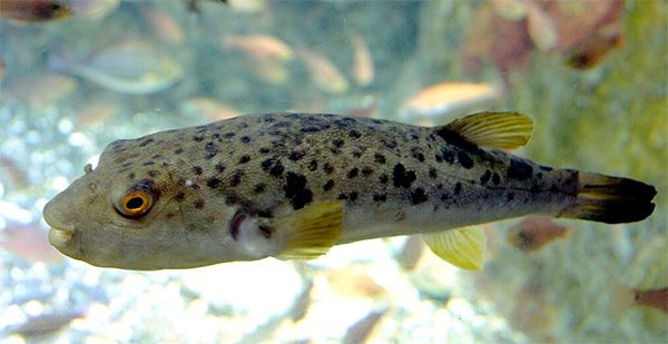 복섬(Grass puffer). Takifugu niphobles (Jordan & Snyder, 1901).