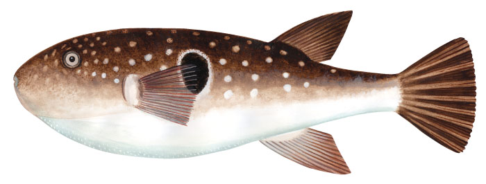 흰점참복(Eyespot puffer). Takifugu pseudommus (Chu, 1935).