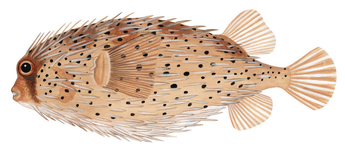 가시복(Longspine porcupinefish). Diodon holocanthus (Linnaeus, 1758). 50cm(TL)