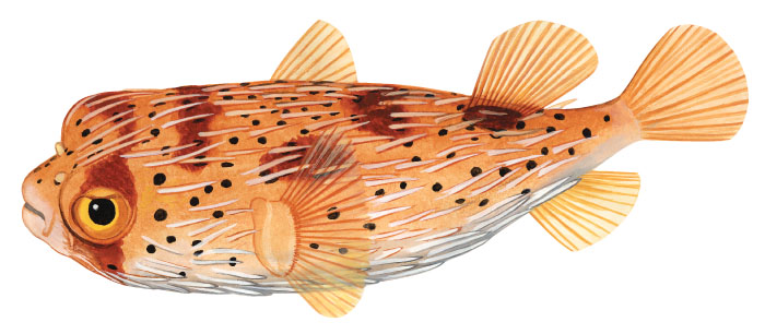 가시복(Longspine porcupinefish). Diodon holocanthus (Linnaeus, 1758). 50cm(TL)