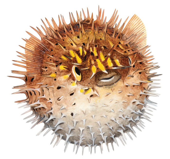 가시복(Longspine porcupinefish). Diodon holocanthus (Linnaeus, 1758). 50cm(TL)