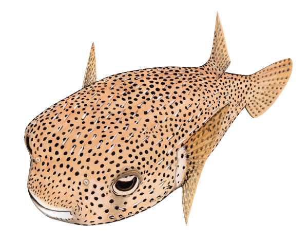 스폿티드 포큐파인피시(Spotted porcupinefish) Diodon hystrix (Linnaeus, 1758 ...