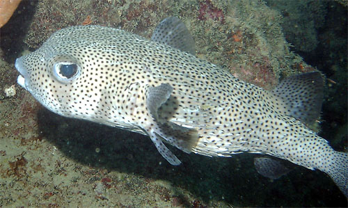 스폿티드 포큐파인피시(Spotted porcupinefish) Diodon hystrix (Linnaeus, 1758 ...