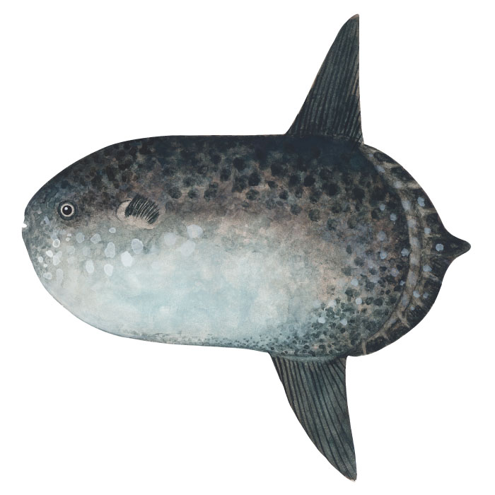 물개복치(Sharptail sunfish). Masturus lanceolatus(Lienard, 1840).
