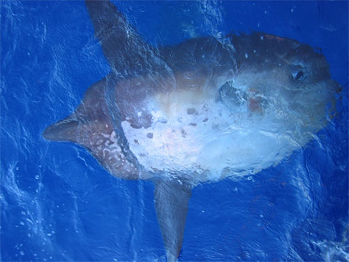 물개복치(Sharptail sunfish). Masturus lanceolatus(Lienard, 1840).