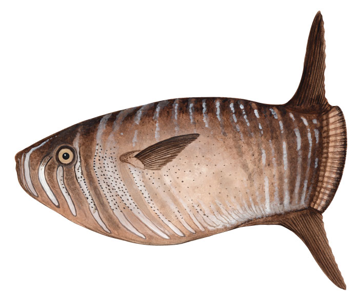 슬렌더 썬피시(Slender sunfish). Ranzania laevis(Pennant, 1776).