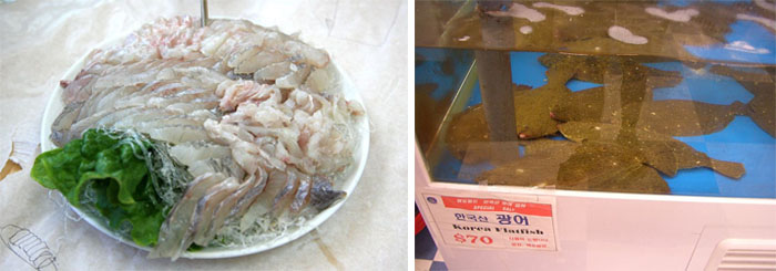 넙치과 Family Paralichthyidae(Large-tooth flounder)
