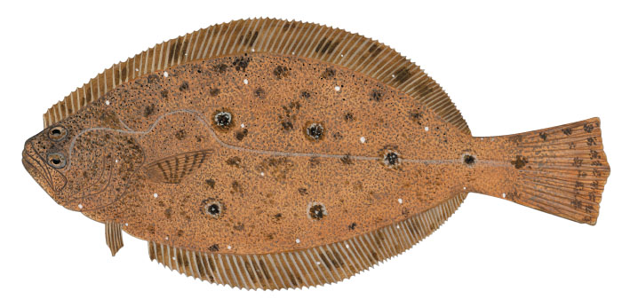 캘리포니아 넙치(California halibut/California flounder). Paralichthys ...