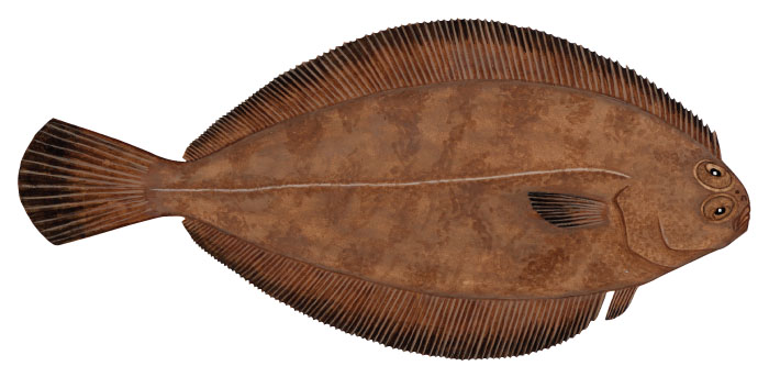기름가자미(Blackfin flounder). Glyptocephalus stelleri (Schmidt, 1904).