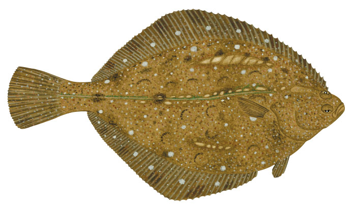돌가자미(Stone flounder). Kareius bicoloratus (Basilewsky, 1855).