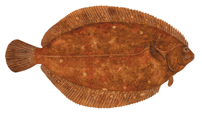 찰가자미(Slime flounder). Microstomus achne (Jordan & Starks, 1904).