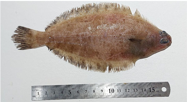 갈가자미(Willowy flounder). Glyptocephalus kitaharae