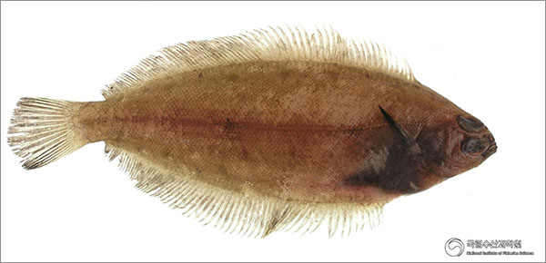 갈가자미(Willowy flounder). Glyptocephalus kitaharae