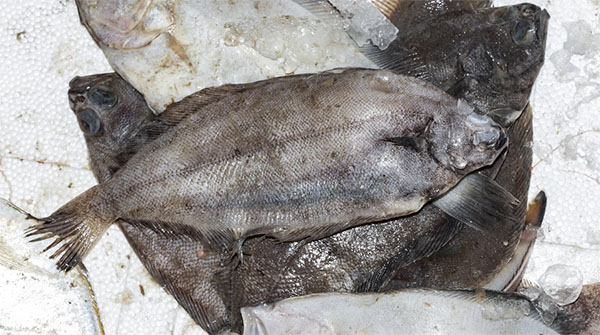 갈가자미(Willowy flounder). Glyptocephalus kitaharae