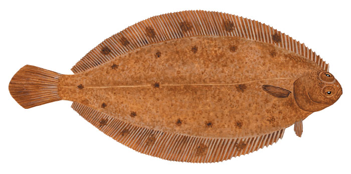 갈가자미(Willowy flounder). Glyptocephalus kitaharae