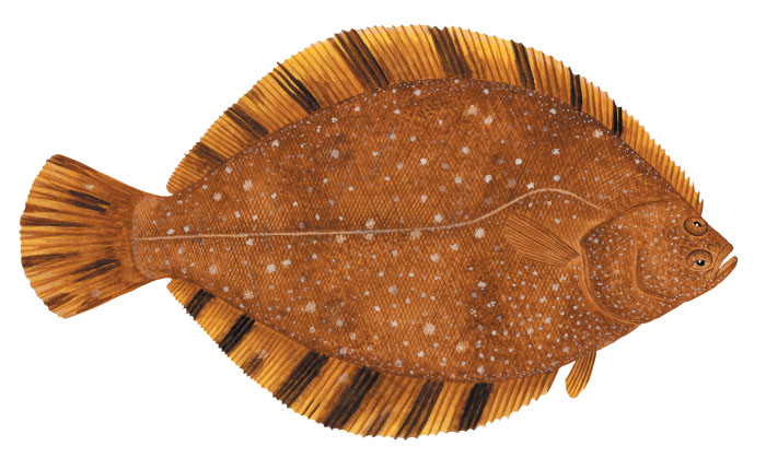 노랑가자미(Barfin flounder). Verasper moseri (Jordan & Gilbert, 1898).