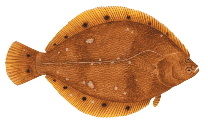 범가자미(Spotted halibut). Verasper variegatus (Temminck & Schlegel, 1846).