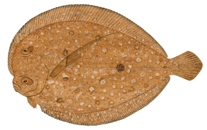 별목탁가자미(Discoid flounder). Bothus myriaster (Temminck & Schlegel, 1846).