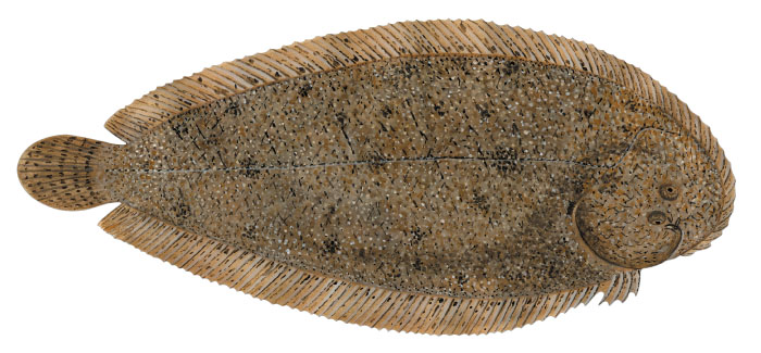 납서대(Bamboo sole). Heteromycteris japonicus (Temminck & Schlegel, 1846).
