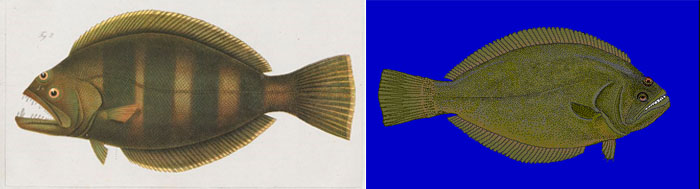 마찰넙치과(가시넙치과) Family Psettodidae(Spiny turbot)