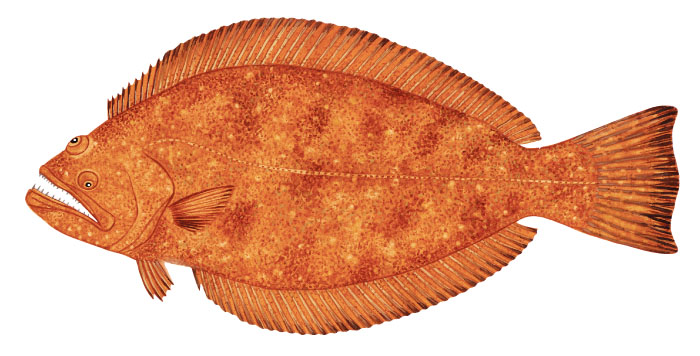 마찰넙치(인도양 가시넙치/Indian spiny turbot). Psettodes erumei