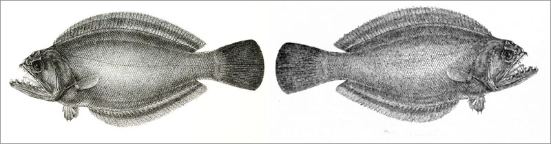 마찰넙치(인도양 가시넙치/Indian spiny turbot). Psettodes erumei