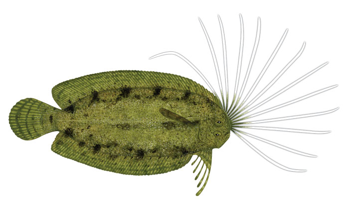 칵커투 가자미(Cockatoo righteye flounder). Samaris cristatus(Gray, 1831).
