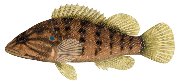 꺽지(Korean aucha perch). Coreoperca herzi (Herzenstein, 1892)