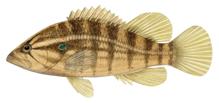 꺽저기(Japanese aucha perch).Coreoperca Kawamebari (Temminck & Schlegel ...