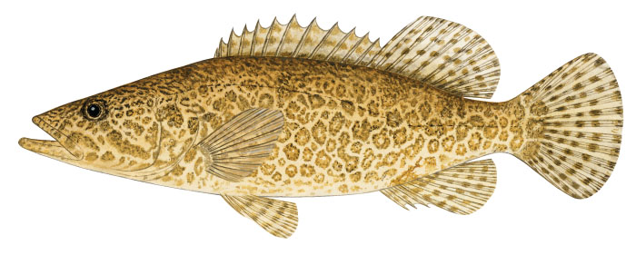 쏘가리(Leopard mandarin fish). Siniperca scherzeri (Steindachner, 1892).