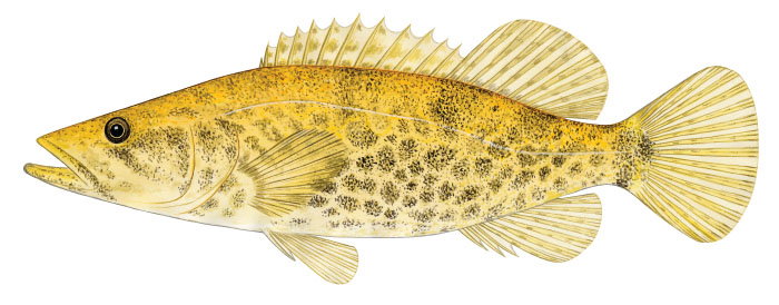 쏘가리(Leopard mandarin fish). Siniperca scherzeri (Steindachner, 1892).