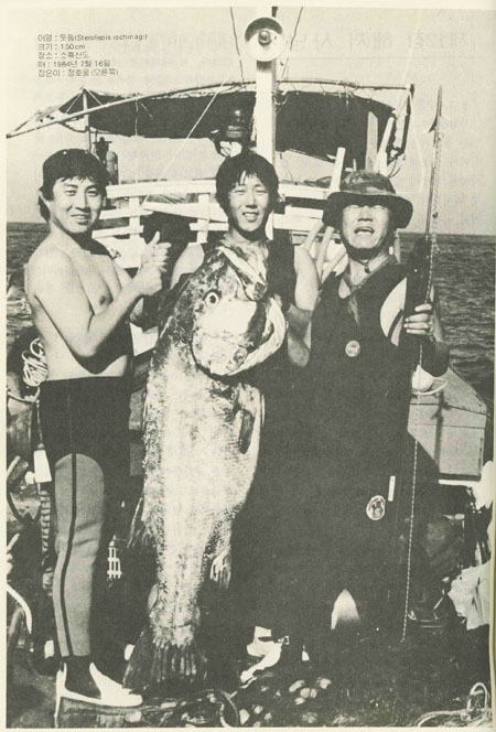 돗돔(Striped jewfish). Stereolepis doederleini (Lindberg & Krasyukova, 1969).