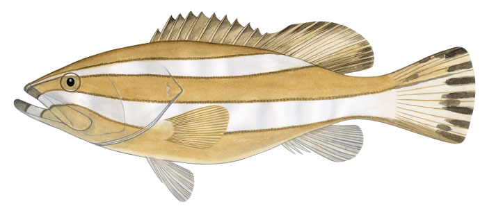 종대우럭(Striped grouper). Epinephelus latifasciatus (Temminck & Schlegel ...