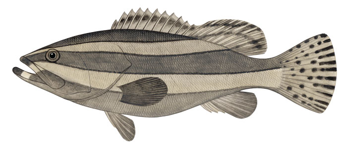 종대우럭(Striped grouper). Epinephelus latifasciatus (Temminck & Schlegel ...