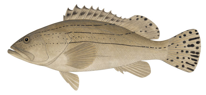 종대우럭(Striped grouper). Epinephelus latifasciatus (Temminck & Schlegel ...