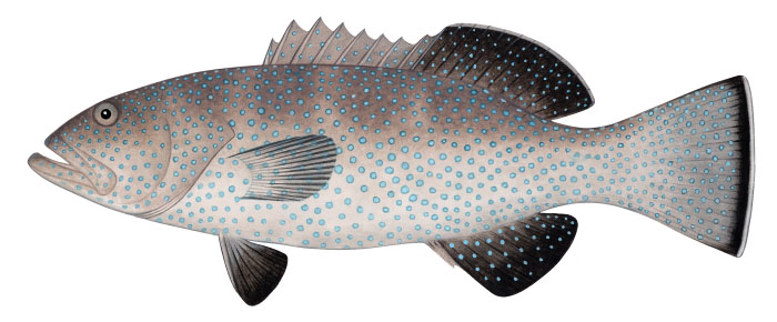 스퀘어테일 코랄구루퍼(Squaretail coralgrouper). Plectropomus areolatus (Rüppell ...