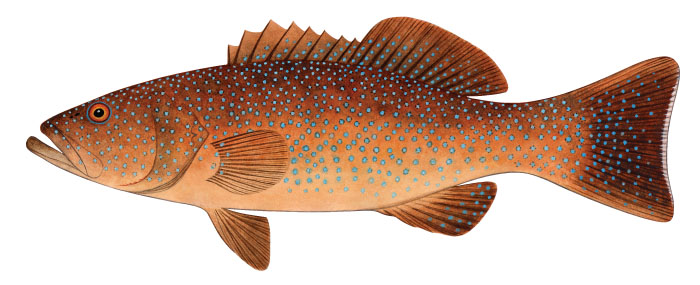 무늬바리(Leopard coral grouper). Plectropomus leopardus (Lacepéde, 1802).