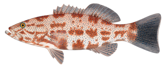 무늬바리(Leopard coral grouper). Plectropomus leopardus (Lacepéde, 1802).