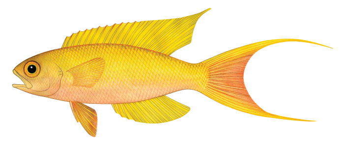 패롯트 씨퍼치(Parrot seaperch). Callanthias ruber (Rafinesque, 1810).