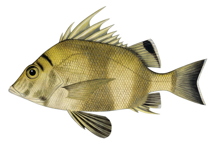 독돔(Banjo fish). Banjos banjos (Richardson, 1846).