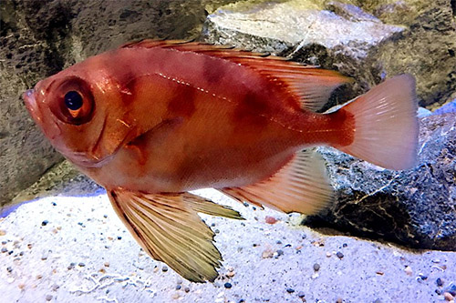 뿔돔(Longfinned bulleye). Cookeolus japonicus (Cuvier, 1829).