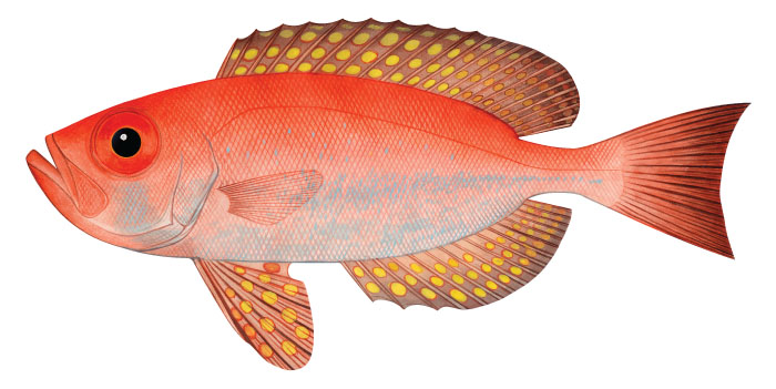 홍치(Red bigeye). Priacanthus macracanthus (Cuvier, 1829).