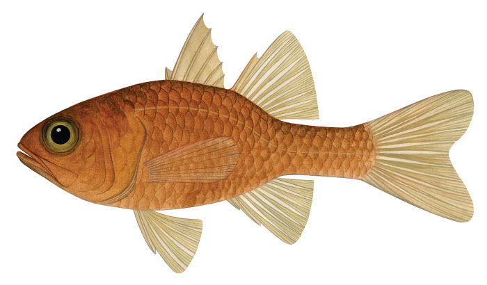 붉은얼게비늘(임시한국명). Ruby cardinalfish. Apogon coccineus( Rüppell, 1838).